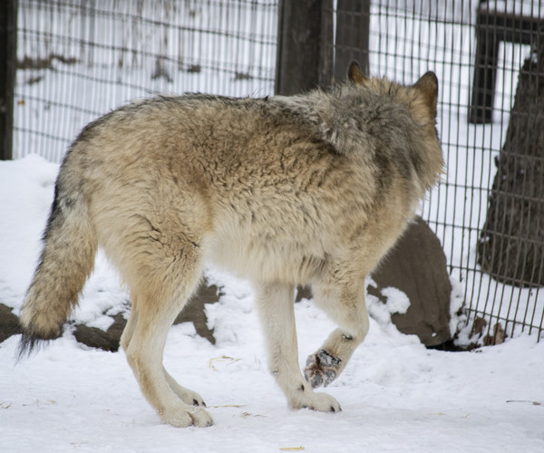 ArtStation - 55+ Wolf Reference Photos for Artists | Resources