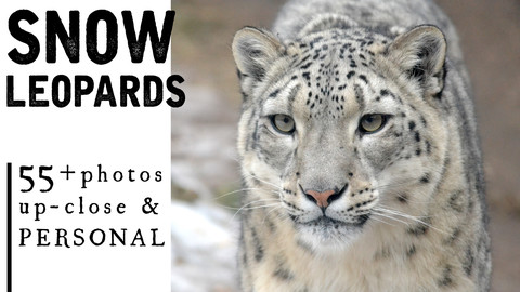 ArtStation - 55+ Wolf Reference Photos for Artists | Resources