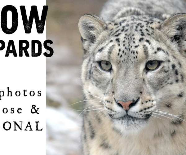 ArtStation - 55+ Snow Leopard Photos for Artist Reference | Resources