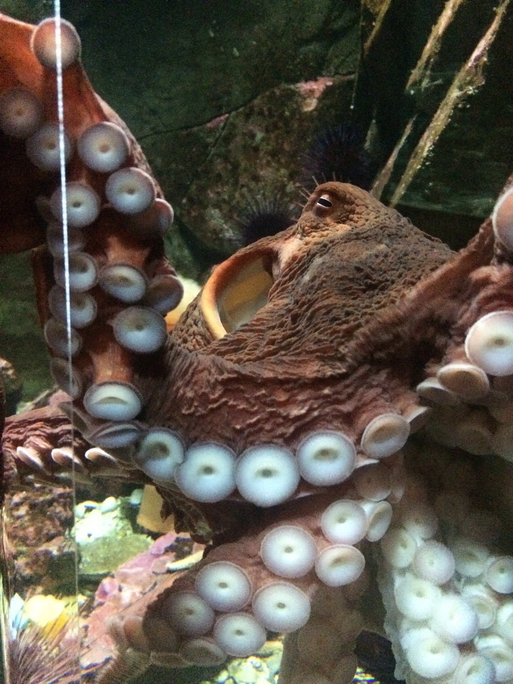 ArtStation - Tentacles!! 55+ Octopus Reference Photos for Artists ...