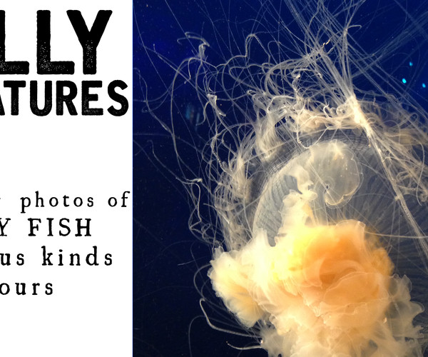 ArtStation - 100+ Jellyfish Reference Photos for Artists | Resources