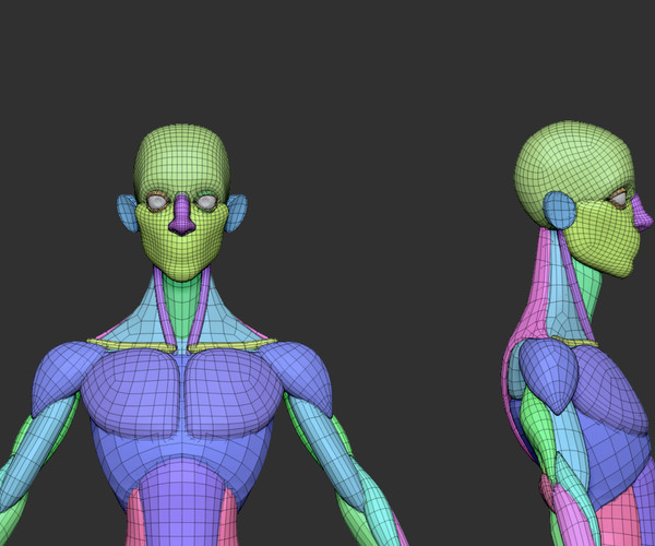 ArtStation - Stylized Male Blockout | Resources