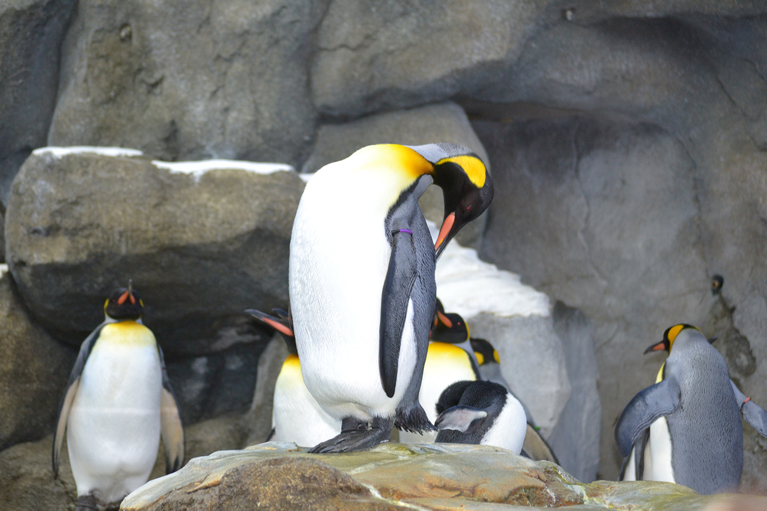 ArtStation - 95+ Penguin Photos for Short & Stubby Creature Reference ...