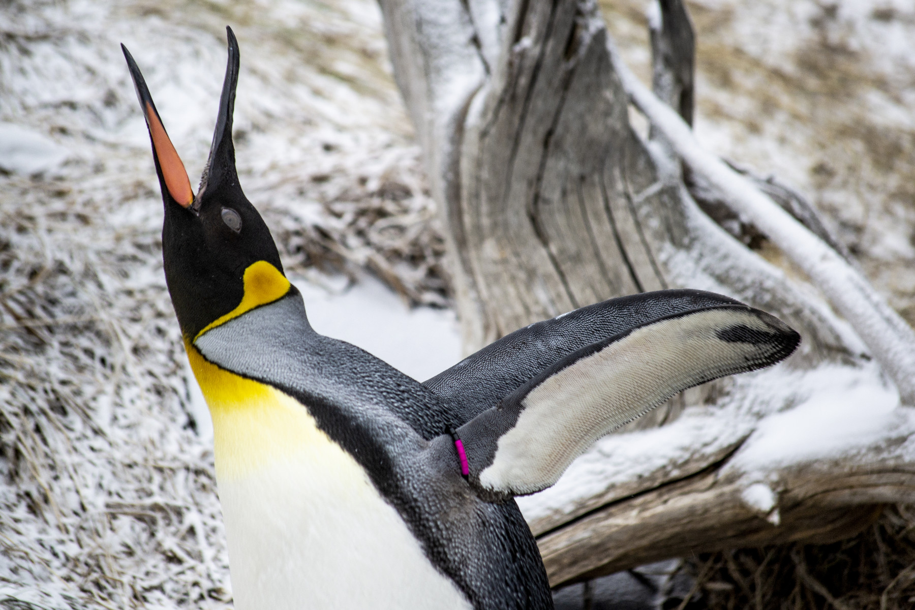 ArtStation - 95+ Penguin Photos for Short & Stubby Creature Reference ...