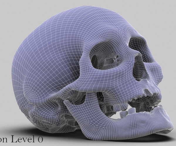 ArtStation - 3D Real Human Skull 3D Scan | Resources