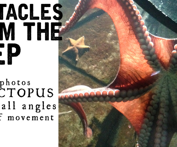 ArtStation - Tentacles!! 55+ Octopus Reference Photos for Artists ...