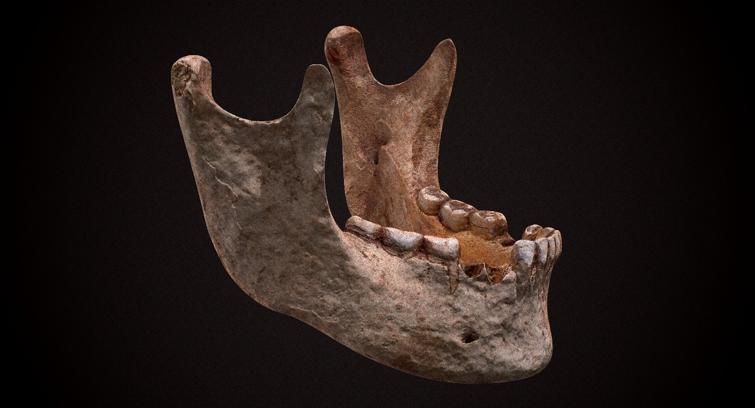 ArtStation - Real Human Skull Low-poly 3D model | Resources