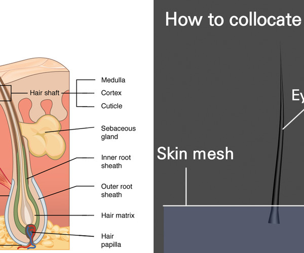 ArtStation - Human Eyebrows Pack | Resources