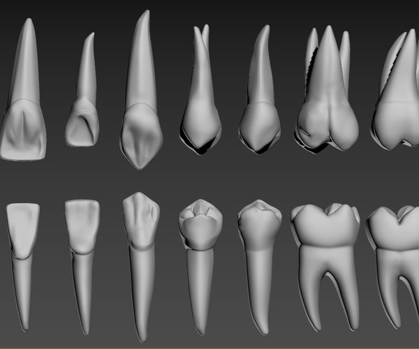 ArtStation - Teeth 3D Print and Render. | Resources