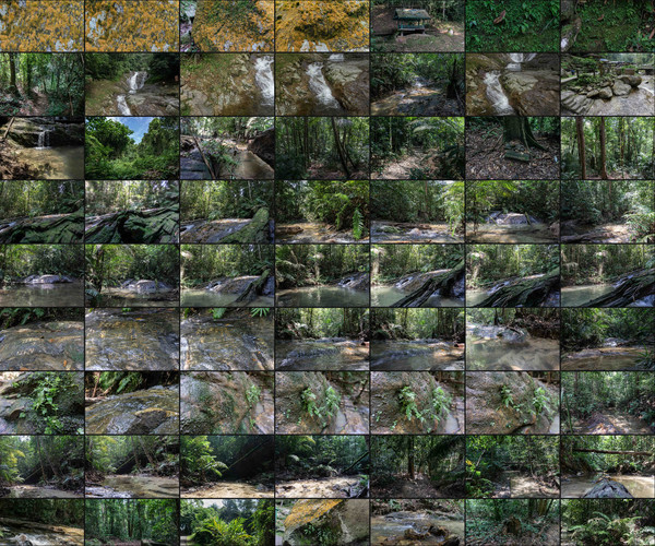 ArtStation - Ultimate Jungle photo reference pack | Resources