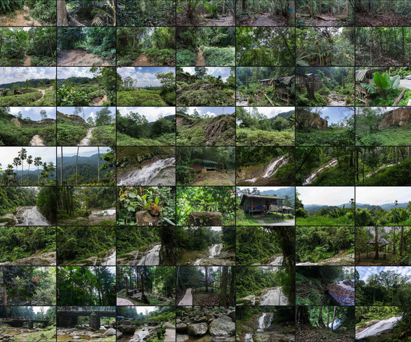 ArtStation - Ultimate Jungle photo reference pack | Resources