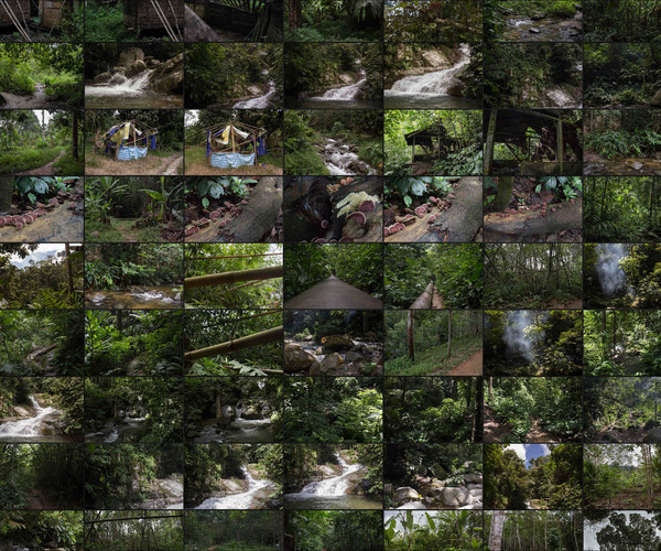 ArtStation - Ultimate Jungle photo reference pack | Resources