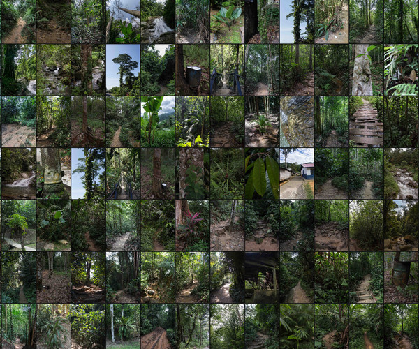 ArtStation - Ultimate Jungle photo reference pack | Resources