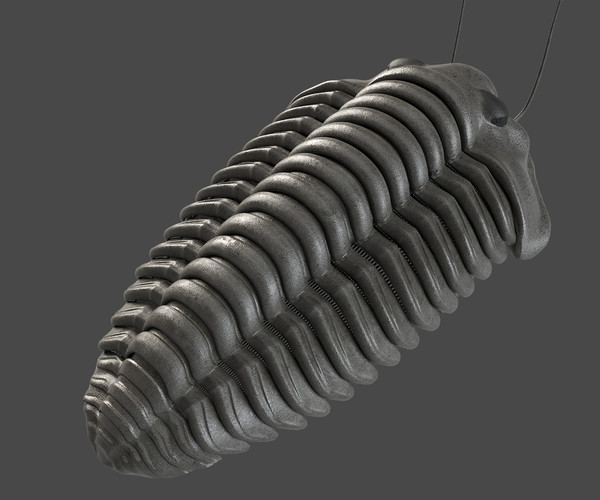 ArtStation - Trilobites | Resources