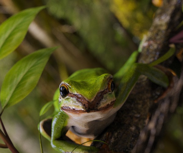 ArtStation - green frog | Resources