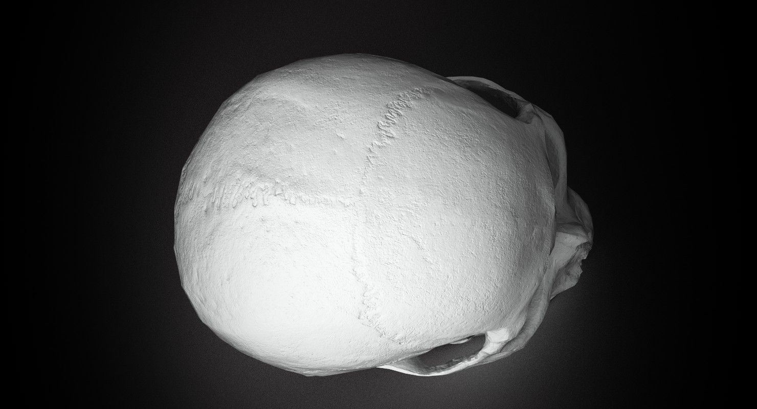 ArtStation - Real Human Skull Low-poly 3D model | Resources