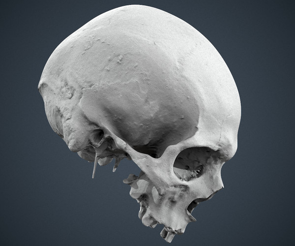 ArtStation - Real Human Skull Low-poly 3D model | Resources