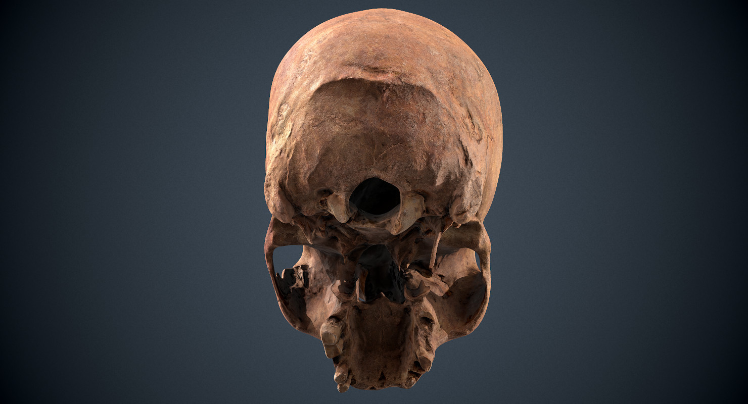 ArtStation - Real Human Skull Low-poly 3D model | Resources