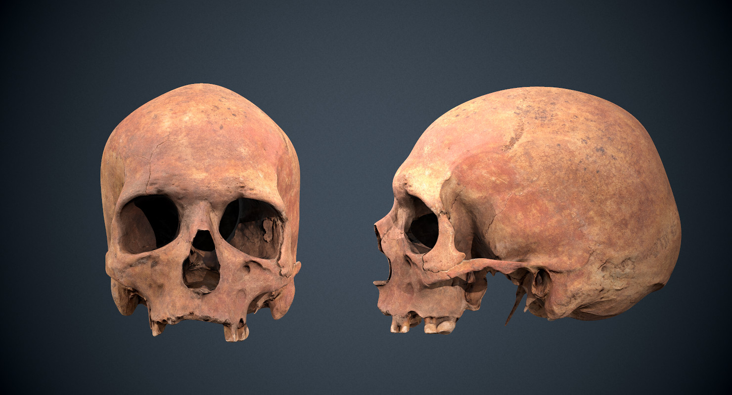 ArtStation - Real Human Skull Low-poly 3D model | Resources
