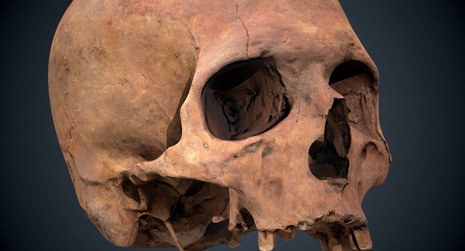 ArtStation - Real Human Skull Low-poly 3D model | Resources