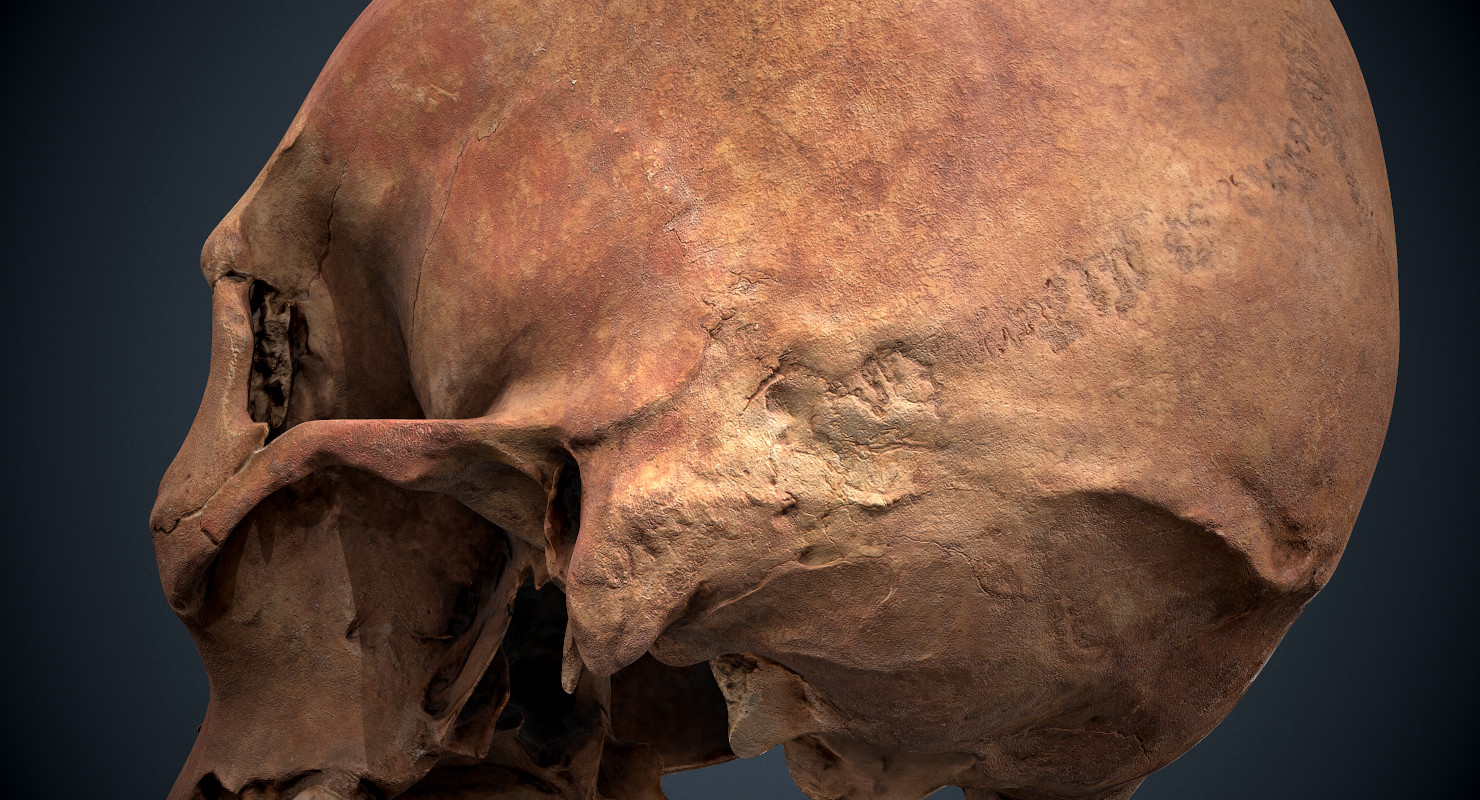 ArtStation - Real Human Skull Low-poly 3D model | Resources