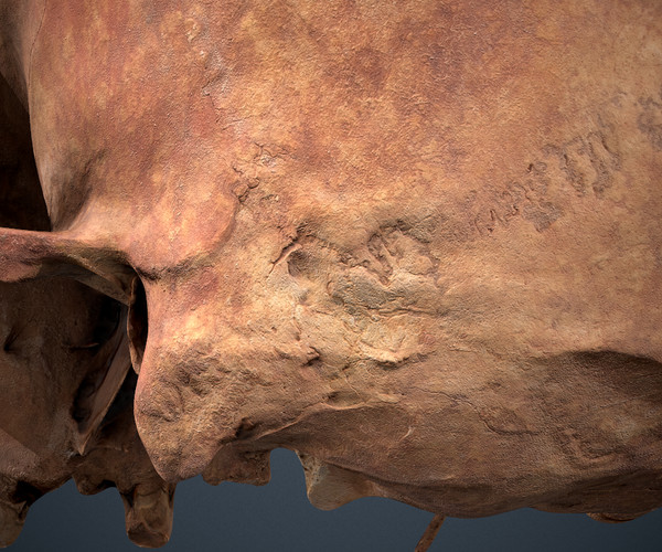 ArtStation - Real Human Skull Low-poly 3D model | Resources