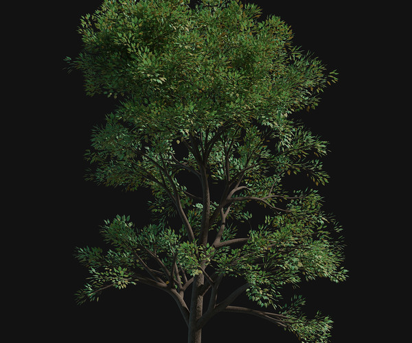 ArtStation - 31 Trees Alpha png | Resources