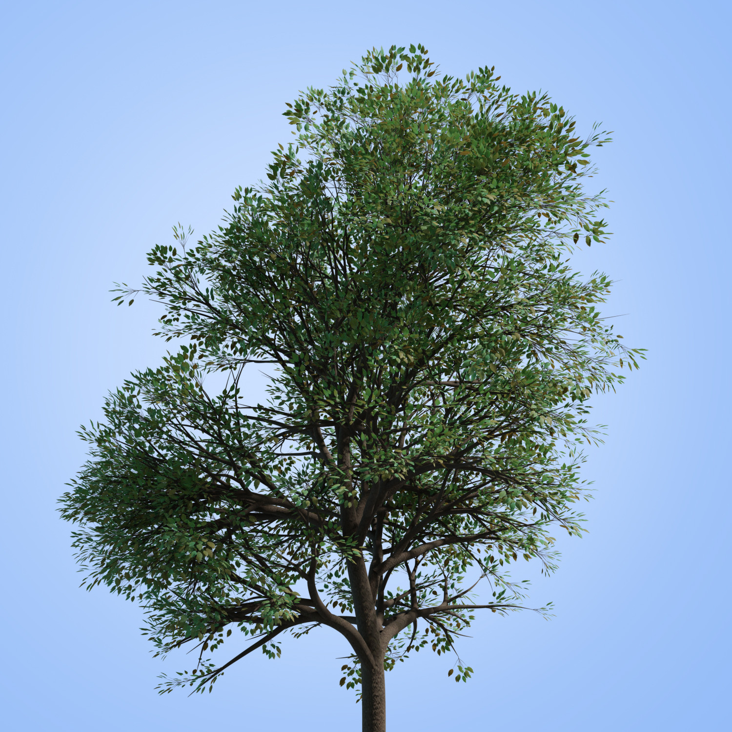 ArtStation - 31 Trees Alpha png | Resources
