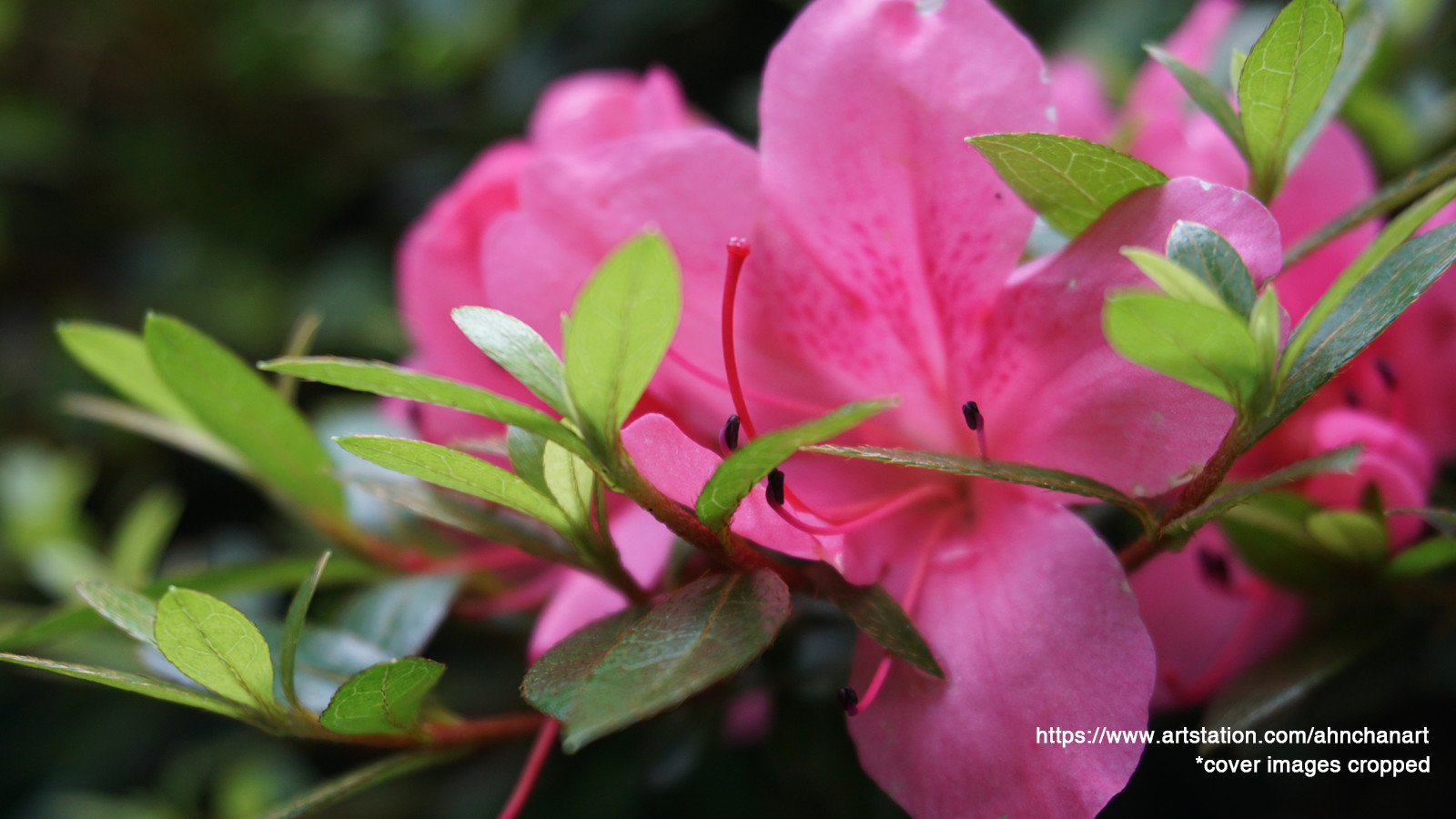 ArtStation - Japan Reference Pack- Foliage | Resources