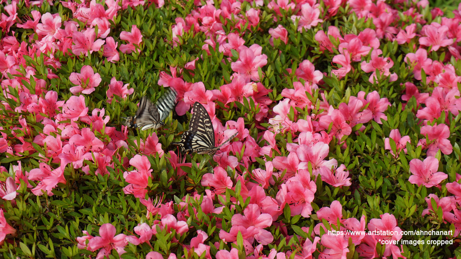 ArtStation - Japan Reference Pack- Foliage | Resources