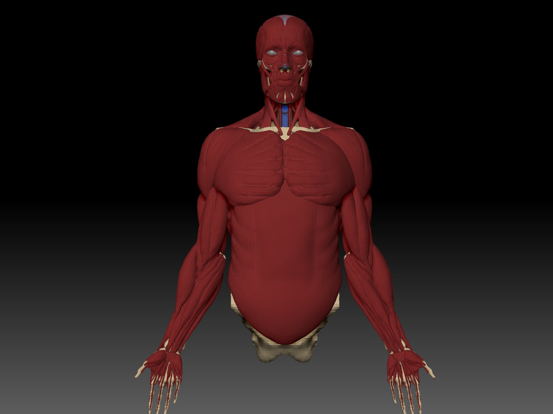 ArtStation - face and upper body anatomy | Resources