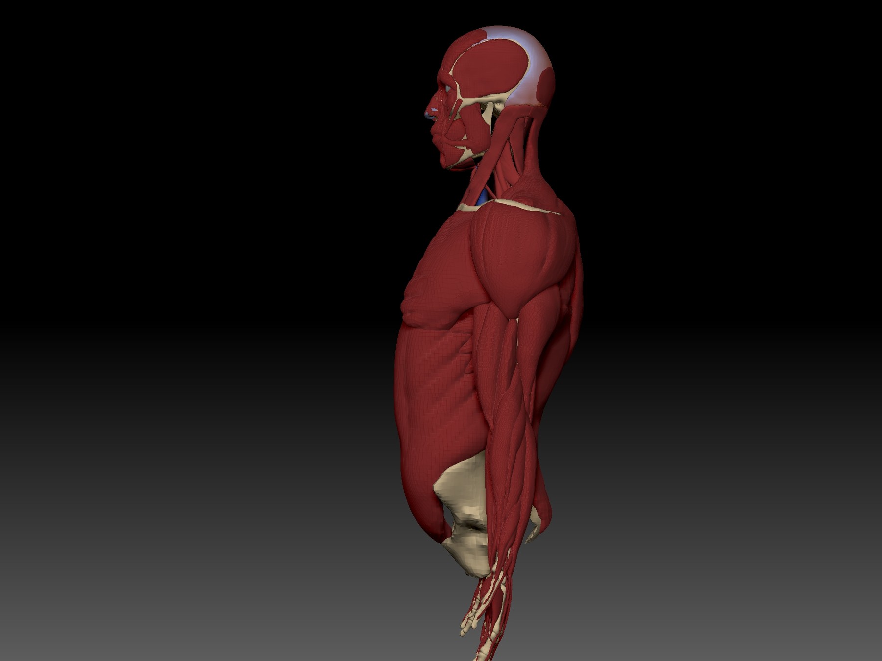 ArtStation - face and upper body anatomy | Resources