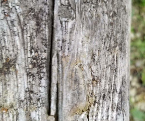 ArtStation - Panoramic Decayed Timber | Resources