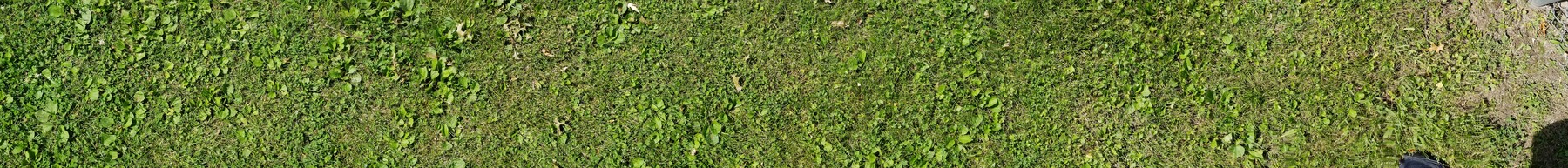 ArtStation - Grass Study | Resources