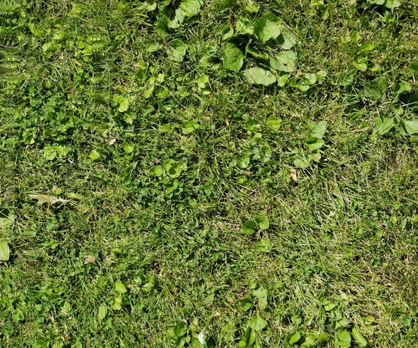 ArtStation - Grass Study | Resources