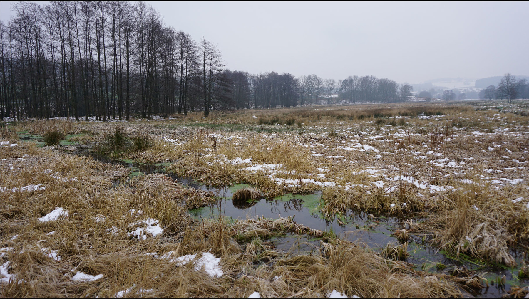 ArtStation - Wild Nature Pack - 160+ Reference pictures | Resources