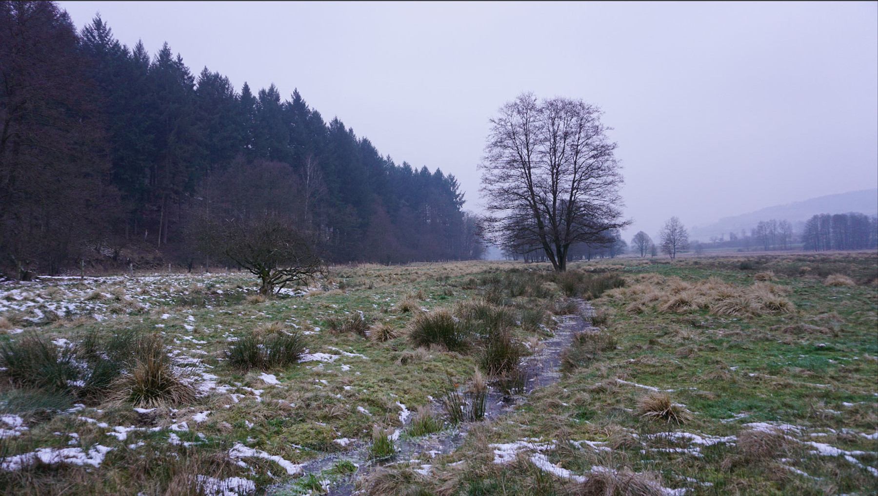 ArtStation - Wild Nature Pack - 160+ Reference pictures | Resources