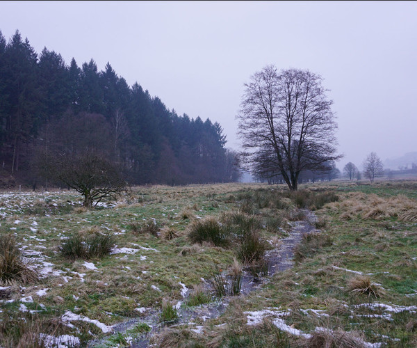 ArtStation - Wild Nature Pack - 160+ Reference pictures | Resources