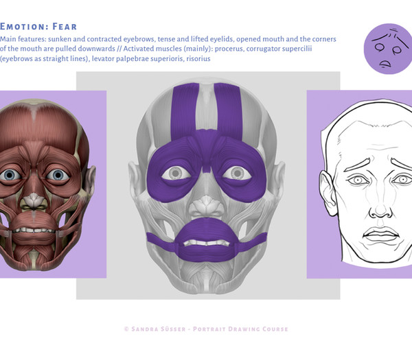 ArtStation - Muscle Head Bundle – 3D Model, Timelapse, Videos ZBrush ...