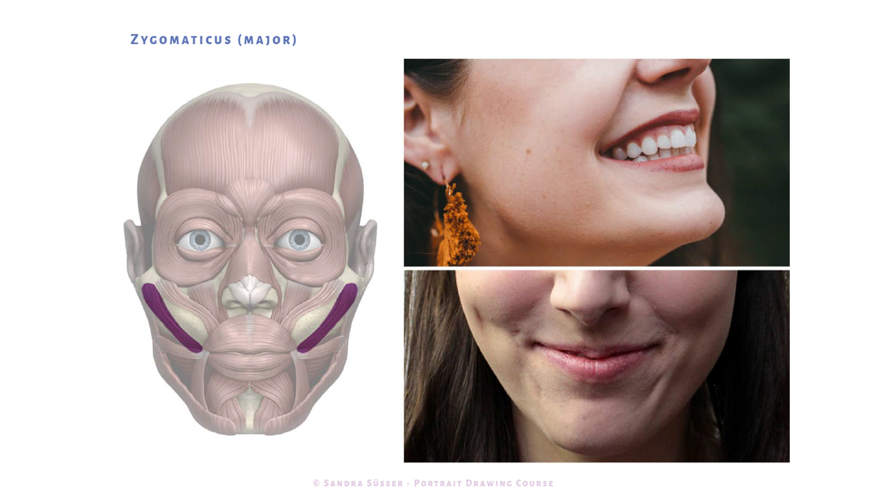 ArtStation - Muscle Head Bundle – 3D Model, Timelapse, Videos ZBrush ...