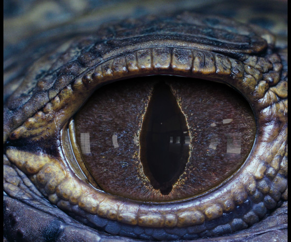 ArtStation - Creature Eye Textures - Vol 01 | Resources