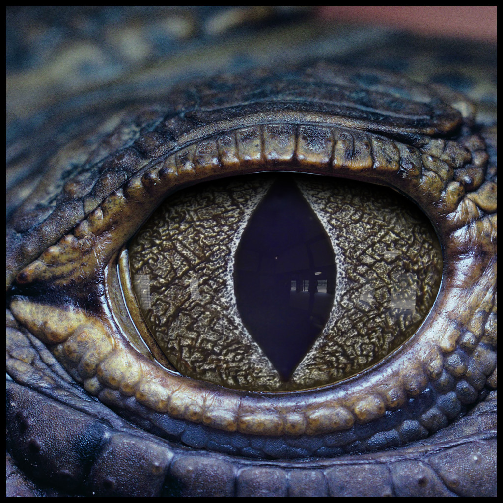 ArtStation - Creature Eye Textures - Vol 01 | Resources