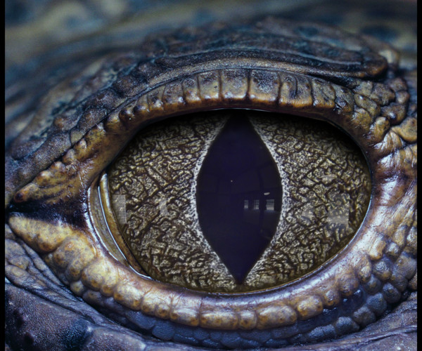 ArtStation - Creature Eye Textures - Vol 01 | Resources