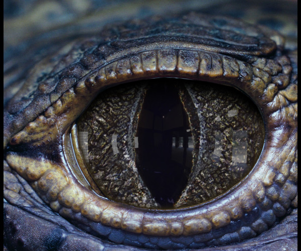 ArtStation - Creature Eye Textures - Vol 01 | Resources