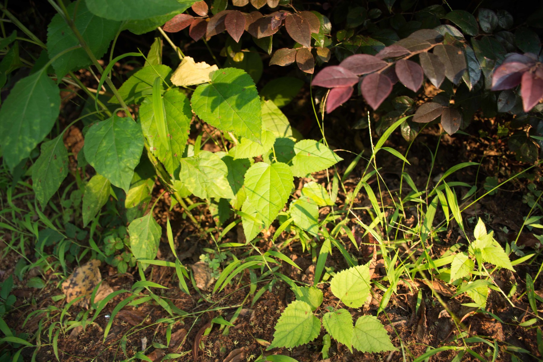 ArtStation - Plant detail_Reference Pack | Resources