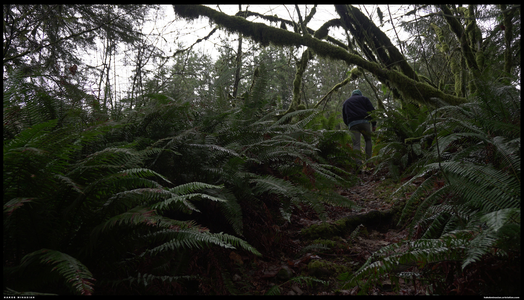 ArtStation - REF PACK SPOOKY OREGON FOREST PHOTO PACK | Resources