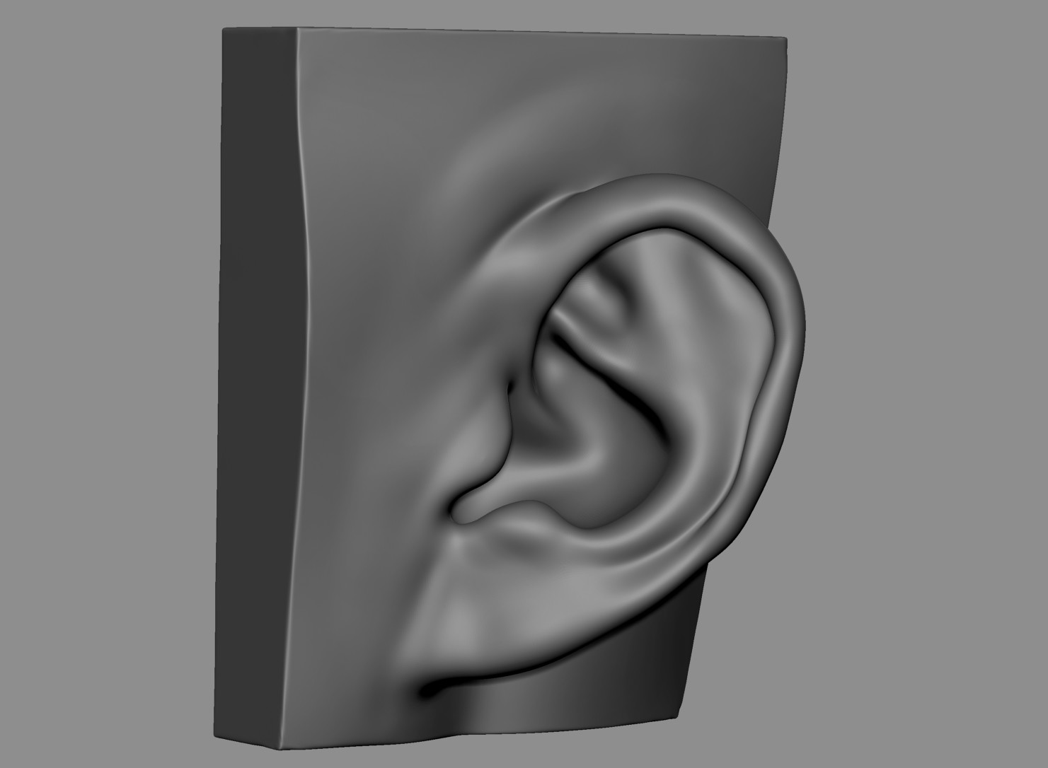 ArtStation - Ear Model Collection | Resources