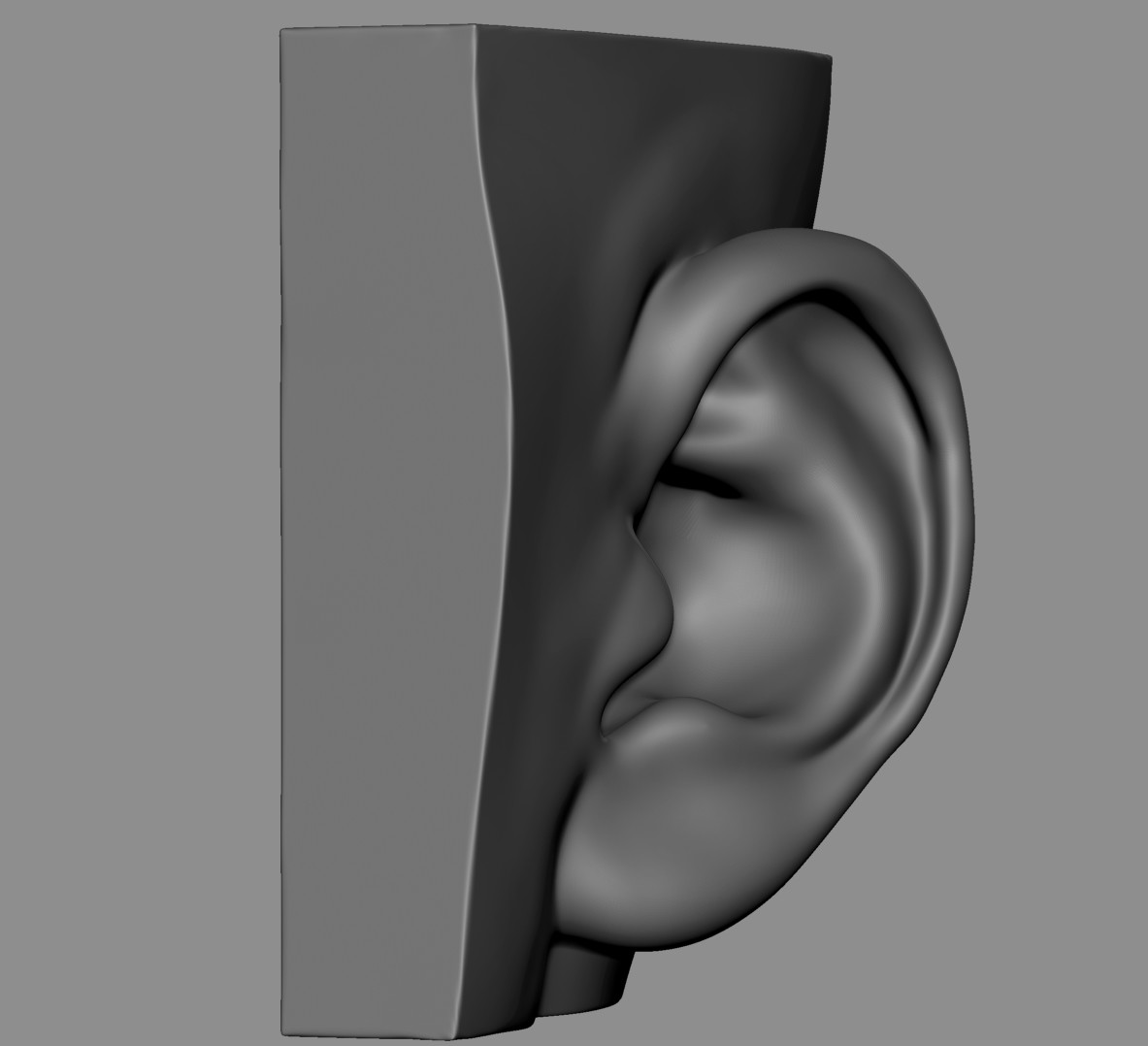 ArtStation - Ear Model Collection | Resources