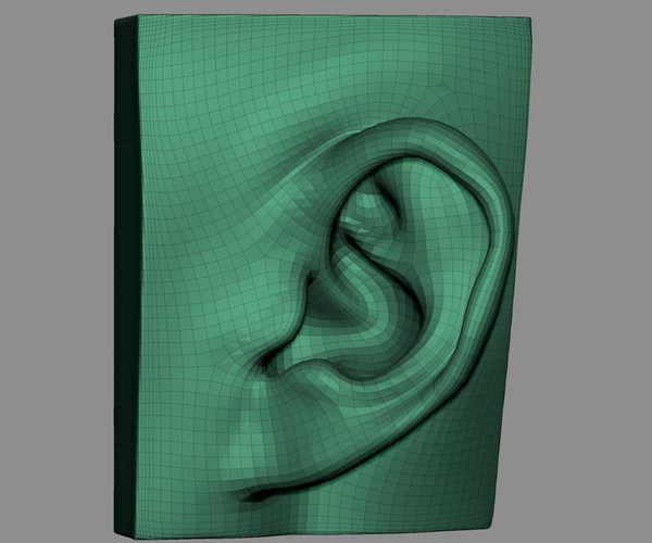 ArtStation - Ear Model Collection | Resources