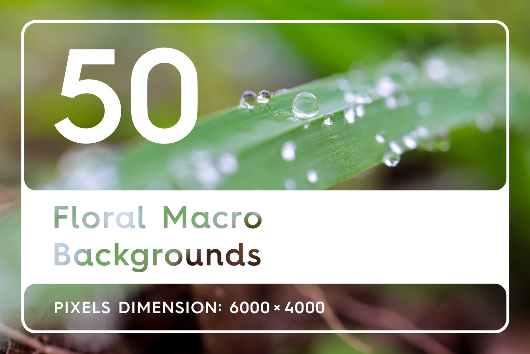 ArtStation - 50 Floral Macro Backgrounds | Resources
